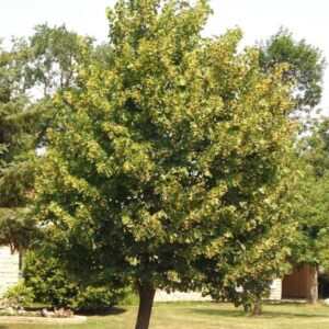 Basswood Tree, 1-2 Ft Tall Tree Live Plant, Fast Growing Deciduous Tree for Planting