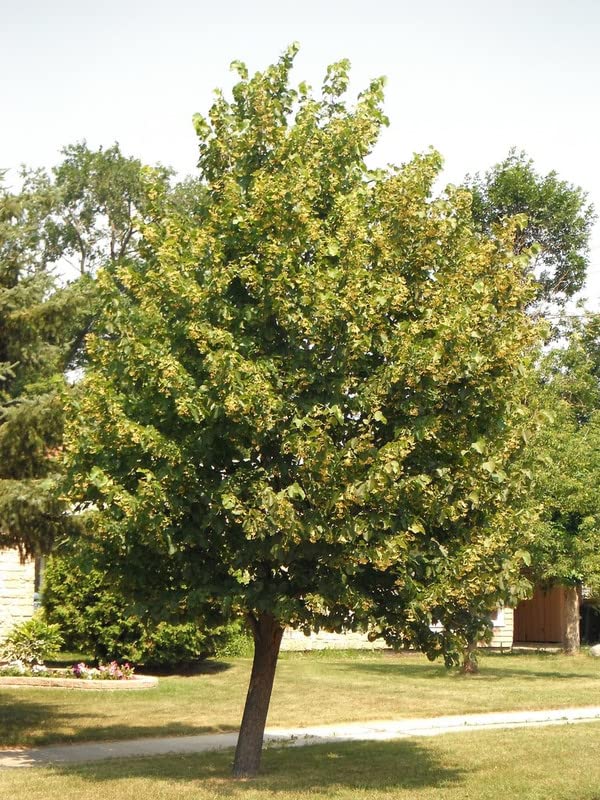 Basswood Tree, 1-2 Ft Tall Tree Live Plant, Fast Growing Deciduous Tree for Planting