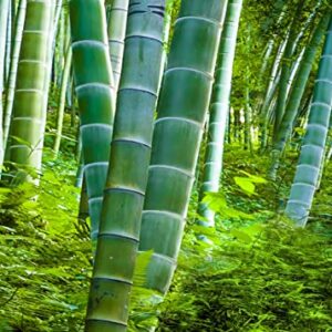 200+ Bamboo Seeds for Planting | Exotic and Fast Growing | Ships from Iowa, USA | Landscaping, Privacy, Indoor or Outdoor (Giant Bamboo)