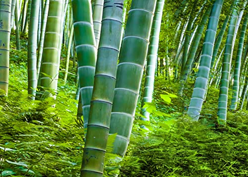 200+ Bamboo Seeds for Planting | Exotic and Fast Growing | Ships from Iowa, USA | Landscaping, Privacy, Indoor or Outdoor (Giant Bamboo)