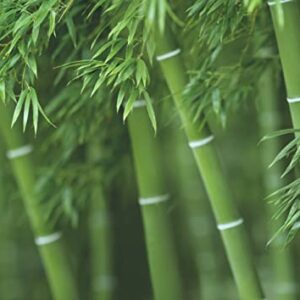 200+ Bamboo Seeds for Planting | Exotic and Fast Growing | Ships from Iowa, USA | Landscaping, Privacy, Indoor or Outdoor (Giant Bamboo)