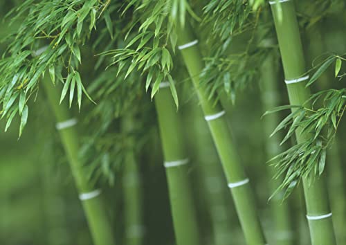 200+ Bamboo Seeds for Planting | Exotic and Fast Growing | Ships from Iowa, USA | Landscaping, Privacy, Indoor or Outdoor (Giant Bamboo)