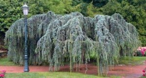 weeping blue atlas cedar 3 – year live tree