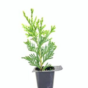 Thuja Arborvitae Green Giant Qty 30 Live Trees Evergreen Privacy