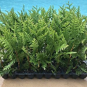 Thuja Arborvitae Green Giant Qty 30 Live Trees Evergreen Privacy