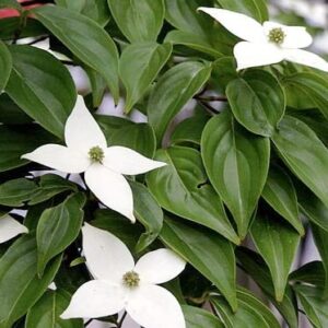 elizabeth lustgarten flowering weeping dogwood – 2 gallon established roots potted plant – cornus kousa ‘elizabeth lustgarten’, fast growing tree, easy care, spring flowers, fall colors-