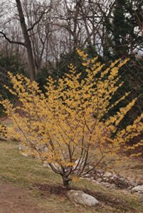 tristar plants – american witch hazel – 1 gallon trade pot, 3′-4’ft tall, native, hamamelis virginiana, attracts pollinators, fast growing trees