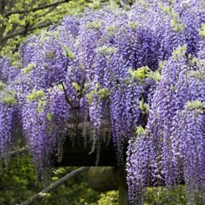 Live Chinese Blue Wisteria Tree, Plant 2' Potted Fast Growing Vine