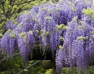 live chinese blue wisteria tree, plant 2′ potted fast growing vine