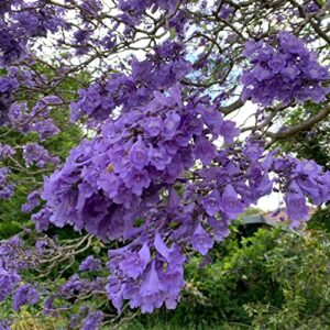 blue jacaranda tree 25 seeds