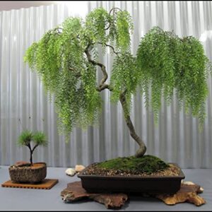 Live Dwarf Australian Weeping Willow Bonsai Tree - Fast Growing, Indoor/Outdoor Bonsai Material