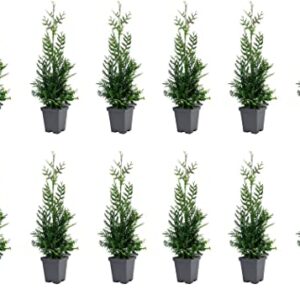 Thuja Arborvitae Green Giant - 12 Live Quart Size Plants - Evergreen Privacy Trees