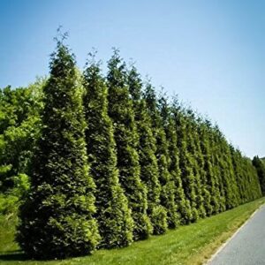 Thuja Arborvitae Green Giant - 12 Live Quart Size Plants - Evergreen Privacy Trees