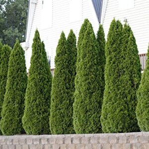 Thuja Arborvitae Green Giant - 12 Live Quart Size Plants - Evergreen Privacy Trees