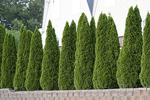 Thuja Arborvitae Green Giant - 12 Live Quart Size Plants - Evergreen Privacy Trees