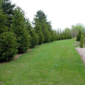 Thuja Arborvitae Green Giant - 12 Live Quart Size Plants - Evergreen Privacy Trees