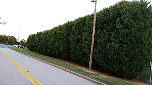 Thuja Arborvitae Green Giant - 12 Live Quart Size Plants - Evergreen Privacy Trees