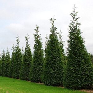 Thuja Arborvitae Green Giant - 12 Live Quart Size Plants - Evergreen Privacy Trees