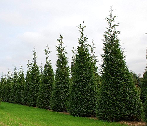 Thuja Arborvitae Green Giant - 12 Live Quart Size Plants - Evergreen Privacy Trees