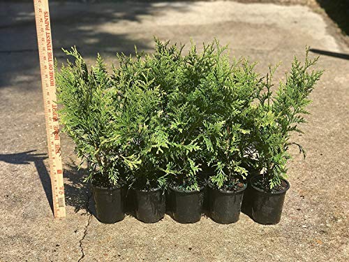 Thuja Arborvitae Green Giant - 12 Live Quart Size Plants - Evergreen Privacy Trees