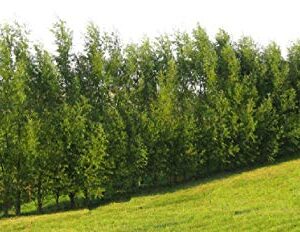 Twigz Nursery 50 Hybrid Willow Tree Plants. Austree grows 12 foot 1st year. Fastest growing tree. Rapid growth shade privacy