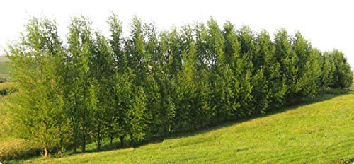 Twigz Nursery 50 Hybrid Willow Tree Plants. Austree grows 12 foot 1st year. Fastest growing tree. Rapid growth shade privacy