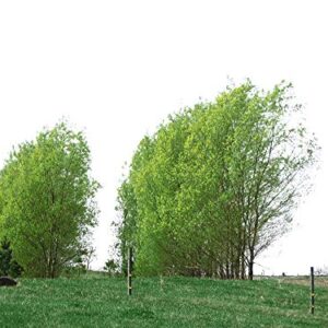 Twigz Nursery 50 Hybrid Willow Tree Plants. Austree grows 12 foot 1st year. Fastest growing tree. Rapid growth shade privacy