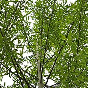 Twigz Nursery 50 Hybrid Willow Tree Plants. Austree grows 12 foot 1st year. Fastest growing tree. Rapid growth shade privacy