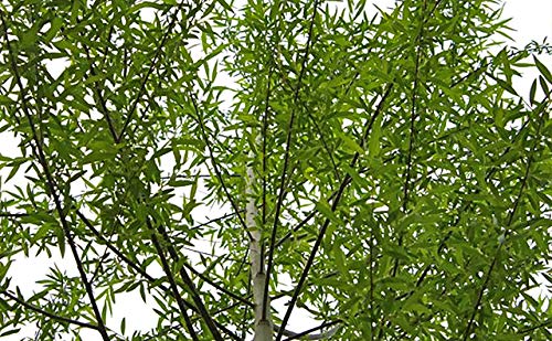 Twigz Nursery 50 Hybrid Willow Tree Plants. Austree grows 12 foot 1st year. Fastest growing tree. Rapid growth shade privacy