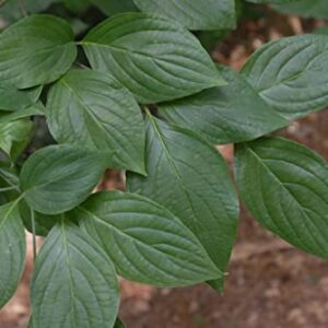 TriStar Plants - Flowering Dogwood Cherokee Brave - 1 Gallon, 4'ft Tall - Rooted Established Pot - ornus Florida 'Comco No. 1, Fast Growing Tree, Spring Flowers