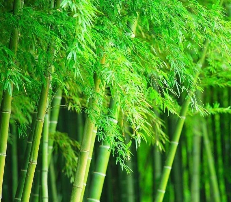 Giant Timber Bamboo Seeds for Planting | Exotic and Fast Growing | Ships from Iowa, USA | Landscaping, Privacy, Indoor or Outdoor (Giant Bamboo) (500 Seeds)