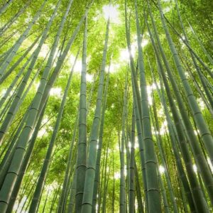 Giant Timber Bamboo Seeds for Planting | Exotic and Fast Growing | Ships from Iowa, USA | Landscaping, Privacy, Indoor or Outdoor (Giant Bamboo) (500 Seeds)