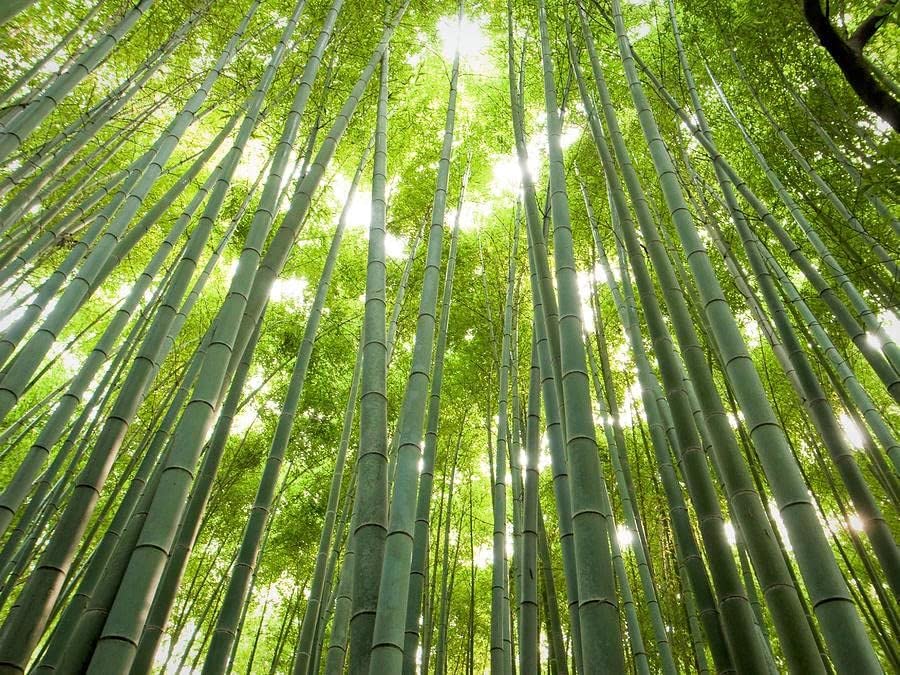 Giant Timber Bamboo Seeds for Planting | Exotic and Fast Growing | Ships from Iowa, USA | Landscaping, Privacy, Indoor or Outdoor (Giant Bamboo) (500 Seeds)