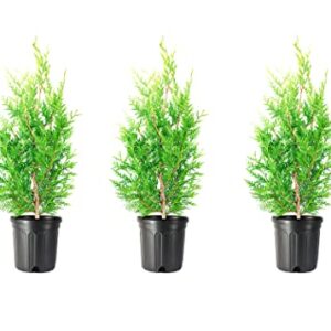 Green Giant Arborvitae | 3 Live 1 Gallon Trees | Thuja Plicata | Evergreen Privacy Screening Plants