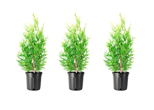 Green Giant Arborvitae | 3 Live 1 Gallon Trees | Thuja Plicata | Evergreen Privacy Screening Plants