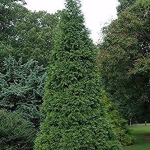 Green Giant Arborvitae | 3 Live 1 Gallon Trees | Thuja Plicata | Evergreen Privacy Screening Plants