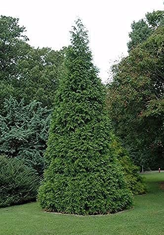 Green Giant Arborvitae | 3 Live 1 Gallon Trees | Thuja Plicata | Evergreen Privacy Screening Plants