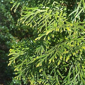 Green Giant Arborvitae | 3 Live 1 Gallon Trees | Thuja Plicata | Evergreen Privacy Screening Plants