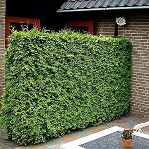 Green Giant Arborvitae | 3 Live 1 Gallon Trees | Thuja Plicata | Evergreen Privacy Screening Plants