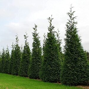 Green Giant Arborvitae | 3 Live 1 Gallon Trees | Thuja Plicata | Evergreen Privacy Screening Plants