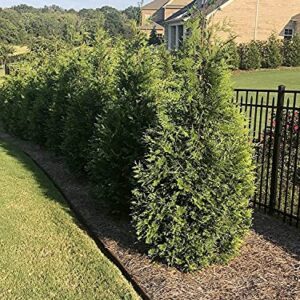 Green Giant Arborvitae | 3 Live 1 Gallon Trees | Thuja Plicata | Evergreen Privacy Screening Plants