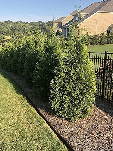 Green Giant Arborvitae | 3 Live 1 Gallon Trees | Thuja Plicata | Evergreen Privacy Screening Plants