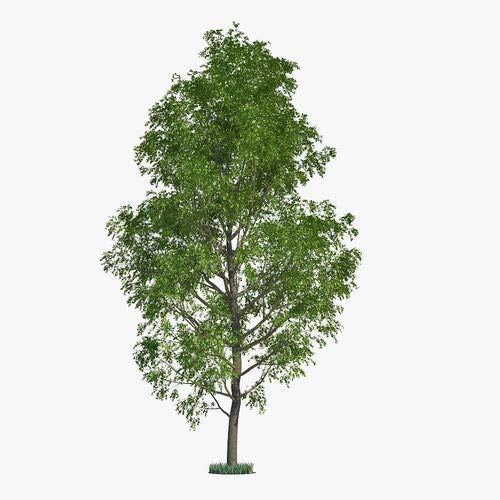 20 Hybrid Poplar Tree Cuttings - Fast Growing Attractive Privacy and Shade Trees - Grow 20 Hybrid Poplar Trees - Fast Growing Trees