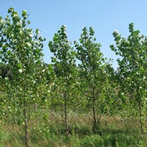 20 Hybrid Poplar Tree Cuttings - Fast Growing Attractive Privacy and Shade Trees - Grow 20 Hybrid Poplar Trees - Fast Growing Trees