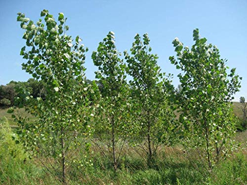 20 Hybrid Poplar Tree Cuttings - Fast Growing Attractive Privacy and Shade Trees - Grow 20 Hybrid Poplar Trees - Fast Growing Trees