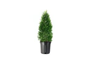 arborvitae emerald green | 3 live gallon size trees | thuja occidentalis smaragd | evergreen privacy screening hedge plants