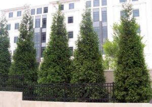 thuja green giant arborvitae seeds