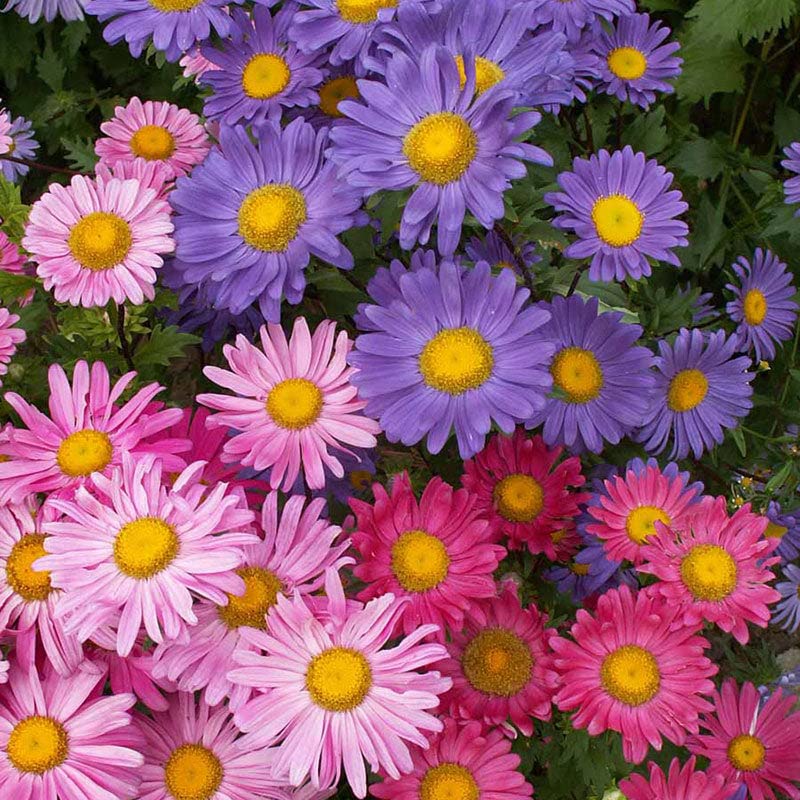 China Aster Seeds - Single Mix - 1 Pound - Pink/Purple/White Flower Seeds, Open Pollinated Seed Attracts Bees, Attracts Butterflies, Attracts Pollinators, Easy to Grow & Maintain, Container Garden