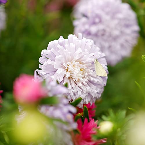 Cleome Seeds - Mixed Colors - 1 Pound - Pink/Purple/White Flower Seeds, Heirloom Seed Attracts Bees, Attracts Butterflies, Attracts Hummingbirds, Attracts Pollinators, Extended Bloom Time