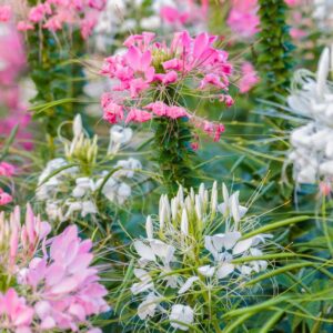 Cleome Seeds - Mixed Colors - 1 Pound - Pink/Purple/White Flower Seeds, Heirloom Seed Attracts Bees, Attracts Butterflies, Attracts Hummingbirds, Attracts Pollinators, Extended Bloom Time